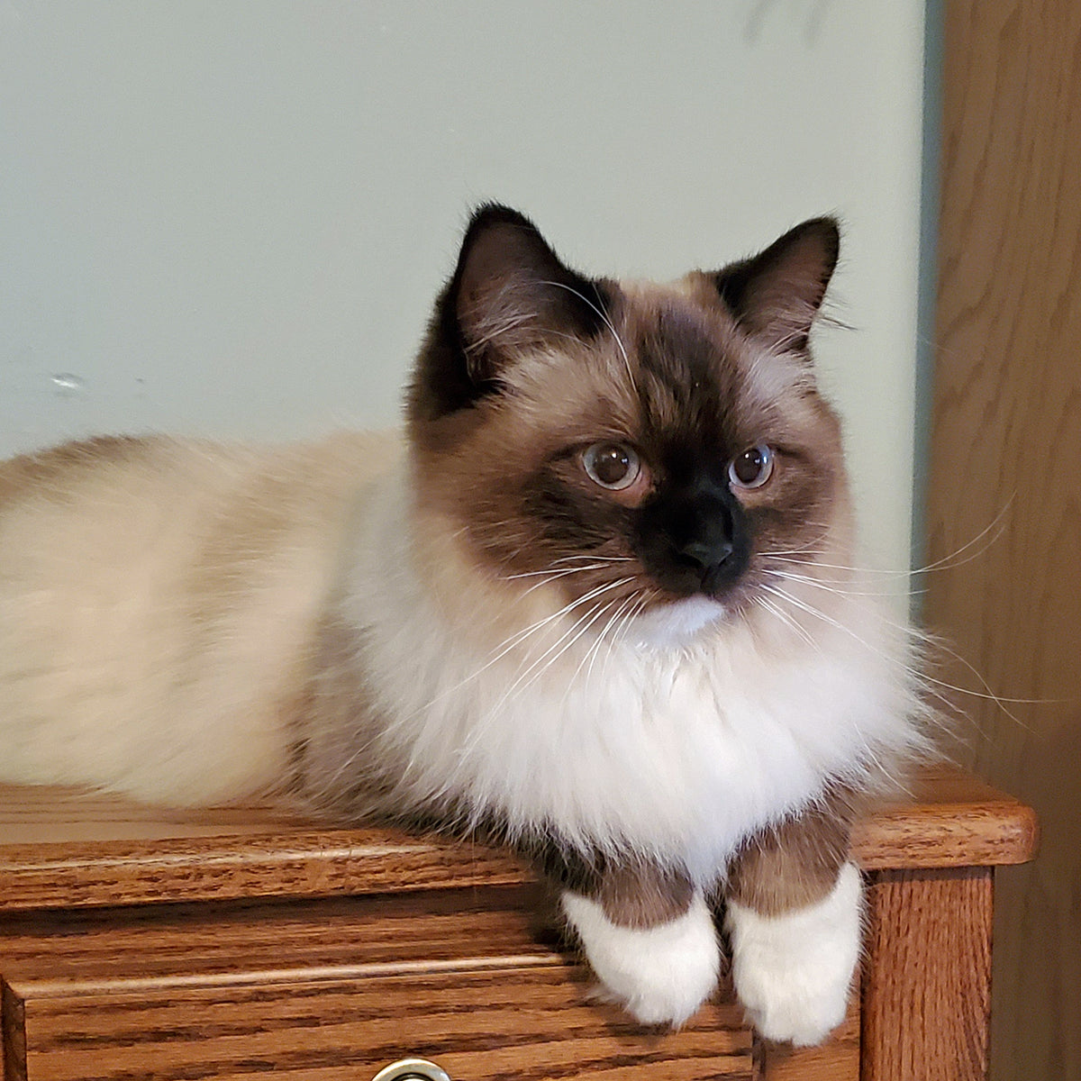 About Ragdolls – Blue Sky Ragdolls